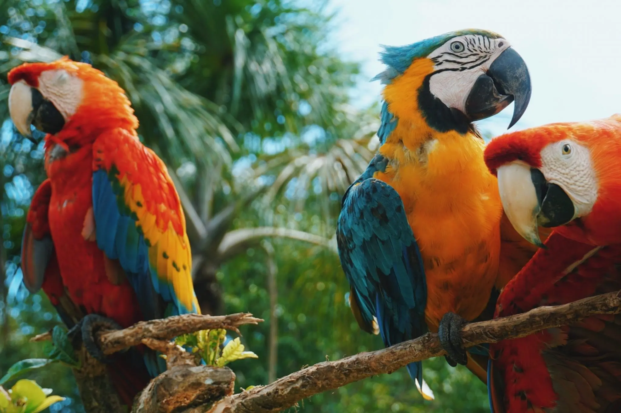 Amazonas de venezuela: turismo en la selva más grande del entorno | Mi ...