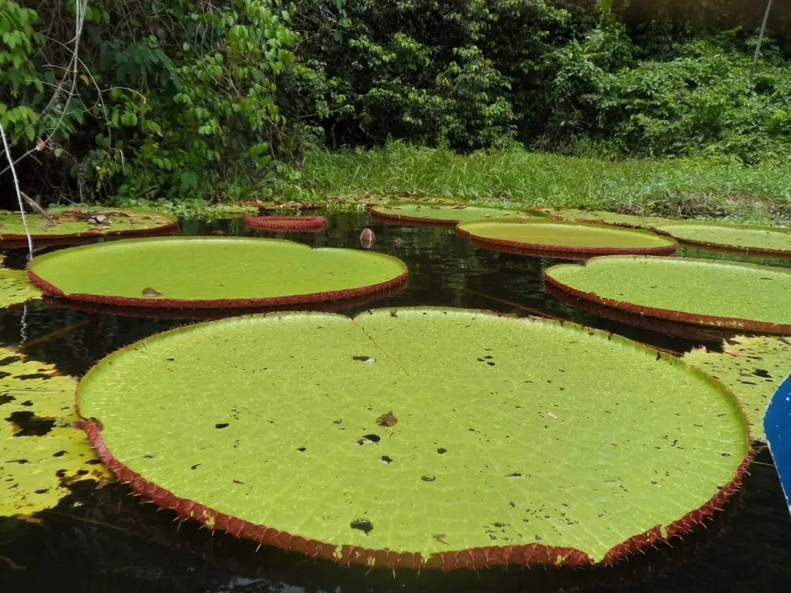 Amazonas colombia turismo para tu aventura | Mi Mundo por el Mundo