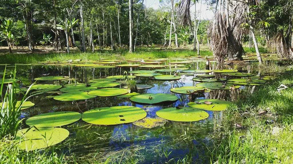 Turismo ecológico en el amazonas: una experiencia inolvidable | Mi ...